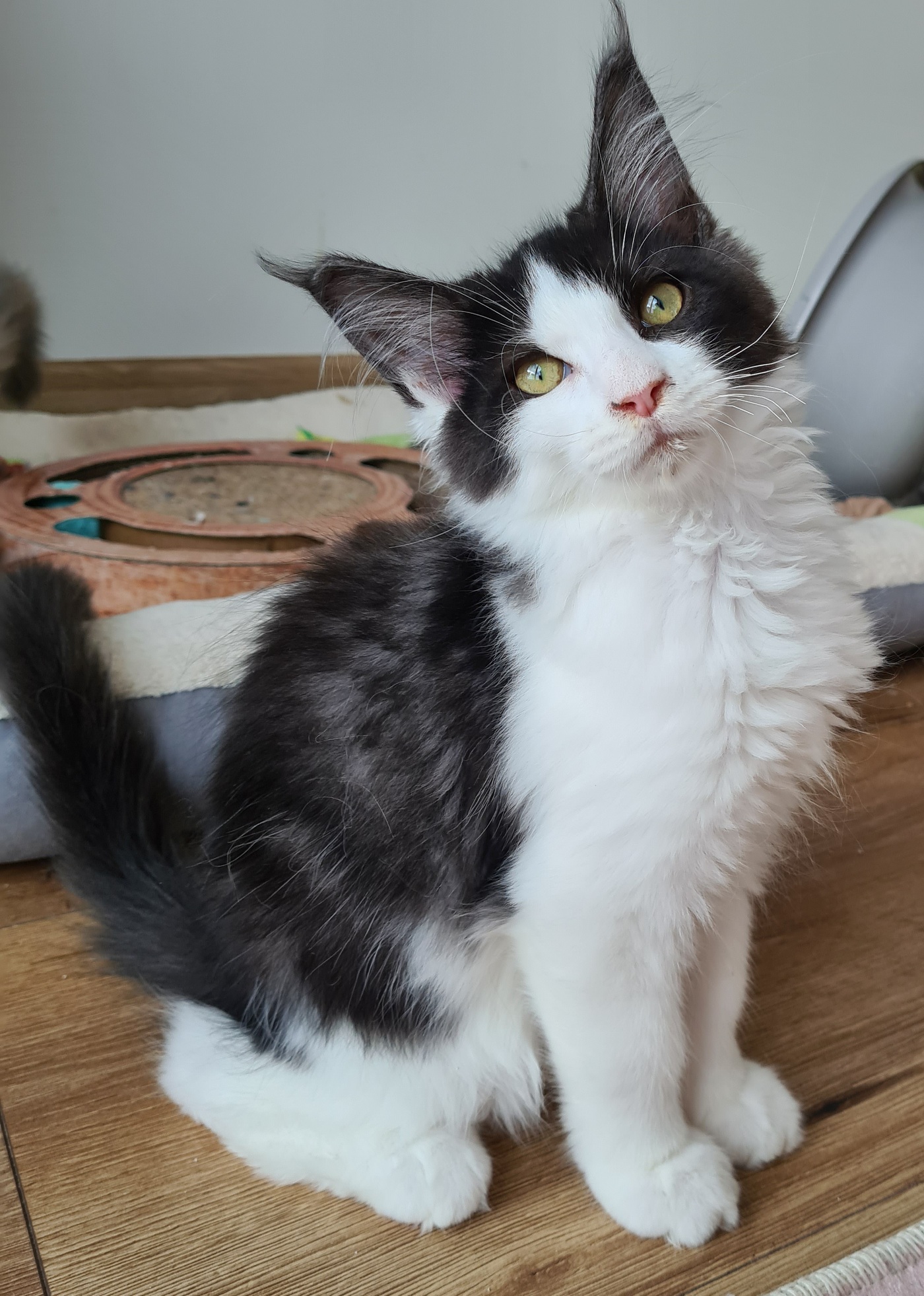 Hodowla Kotów Maine Coon BENDEROSE*PL - Mamy wolne kocięta